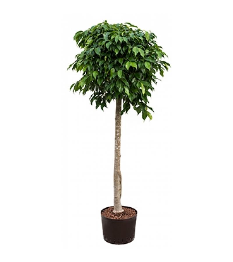 Ficus benjamina columnar stam L hydrocultuur plant | Tuinexpress