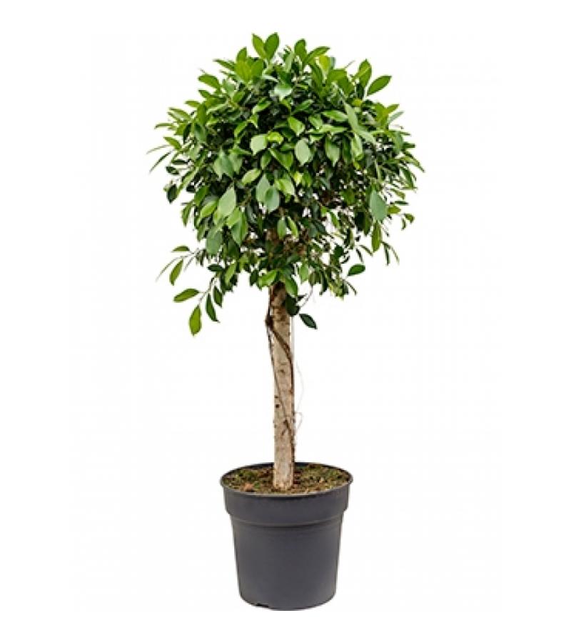 Ficus nitida kamerplant | Tuinexpress