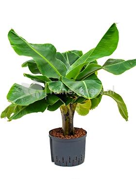 Plantenwinkel.nl Bananenplant Musa dwarf cavendish hydrocultuur plant ...