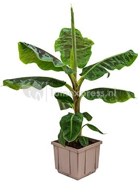 Plantenwinkel.nl Bananenplant musa dwarf cavendish M kamerplant ...