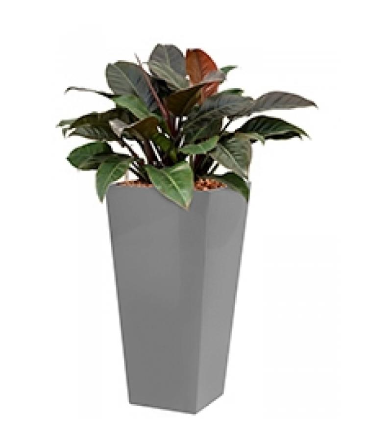 Deluxe All in 1 Hydrocultuur Philodendron imperial red vierkant zilver ...