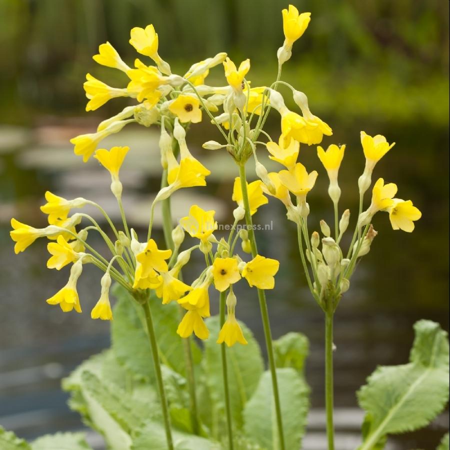 Moerings waterplanten Moerassleutelbloem (Primula florindae ...