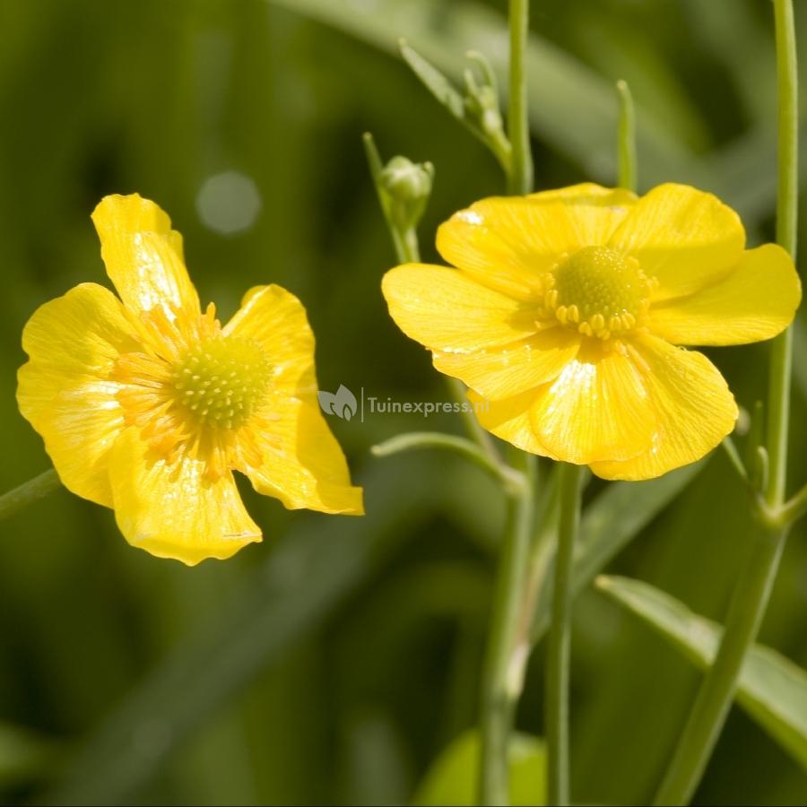 Moerings waterplanten Grote boterbloem (Ranunculus lingua) moerasplant ...