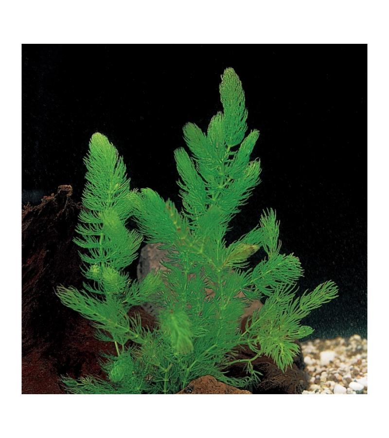 Grof hoornblad (Ceratophyllum demersum) zuurstofplant | Tuinexpress