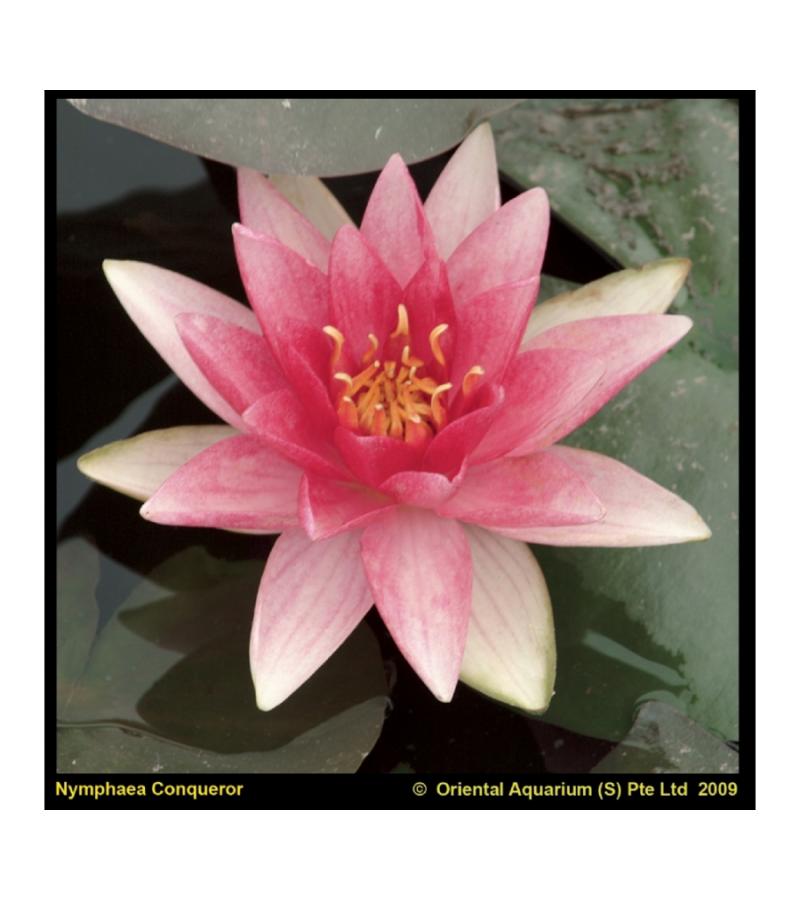Rode waterlelie (Nymphaea Conqueror) waterlelie | Tuinexpress