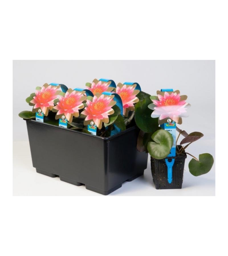 Rode waterlelie (Nymphaea Conqueror) waterlelie | Tuinexpress