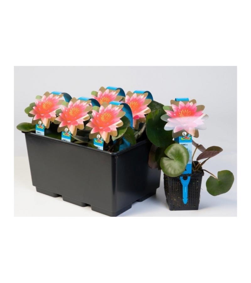 Roze waterlelie (Nymphaea René Gérard) waterlelie | Tuinexpress