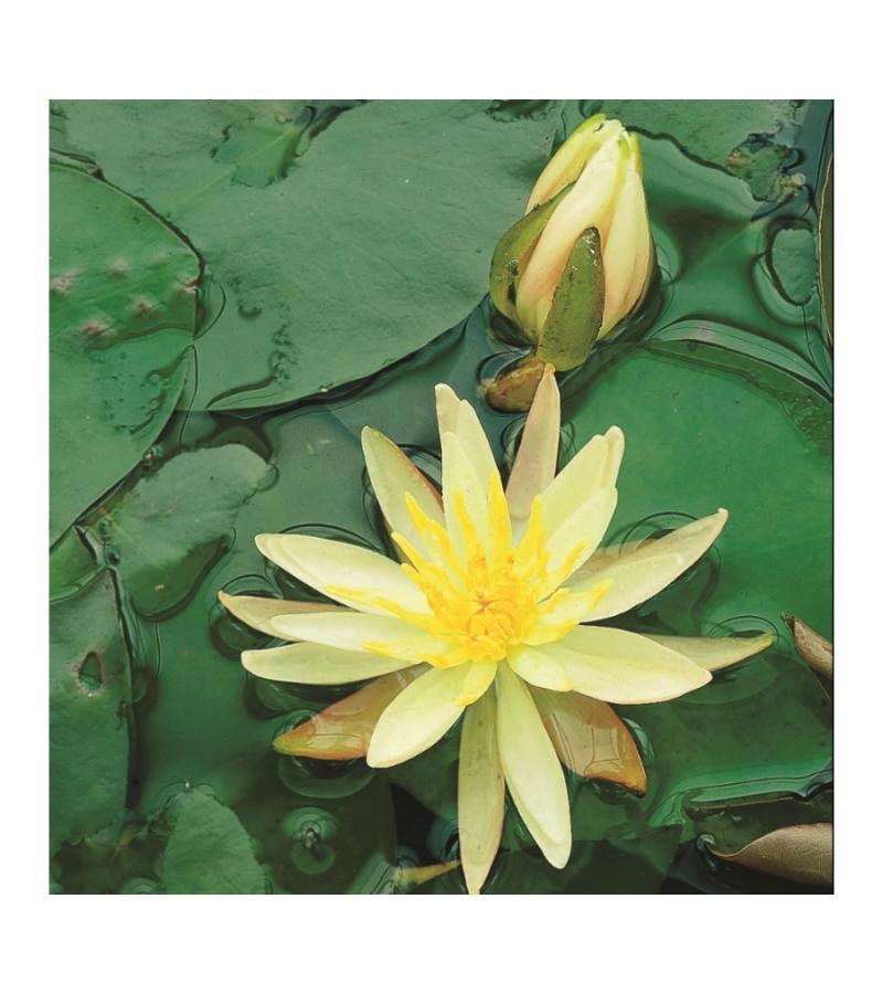 Gele waterlelie (Nymphaea Colonel A.J. Welch) waterlelie | Tuinexpress