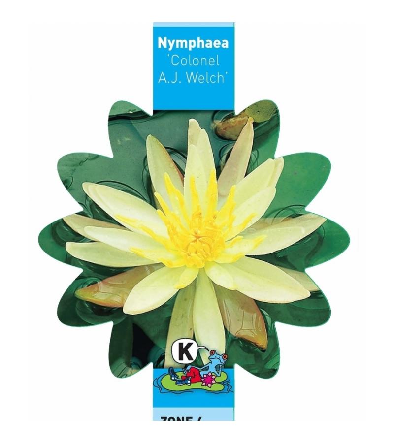 Gele waterlelie (Nymphaea Colonel A.J. Welch) waterlelie | Tuinexpress