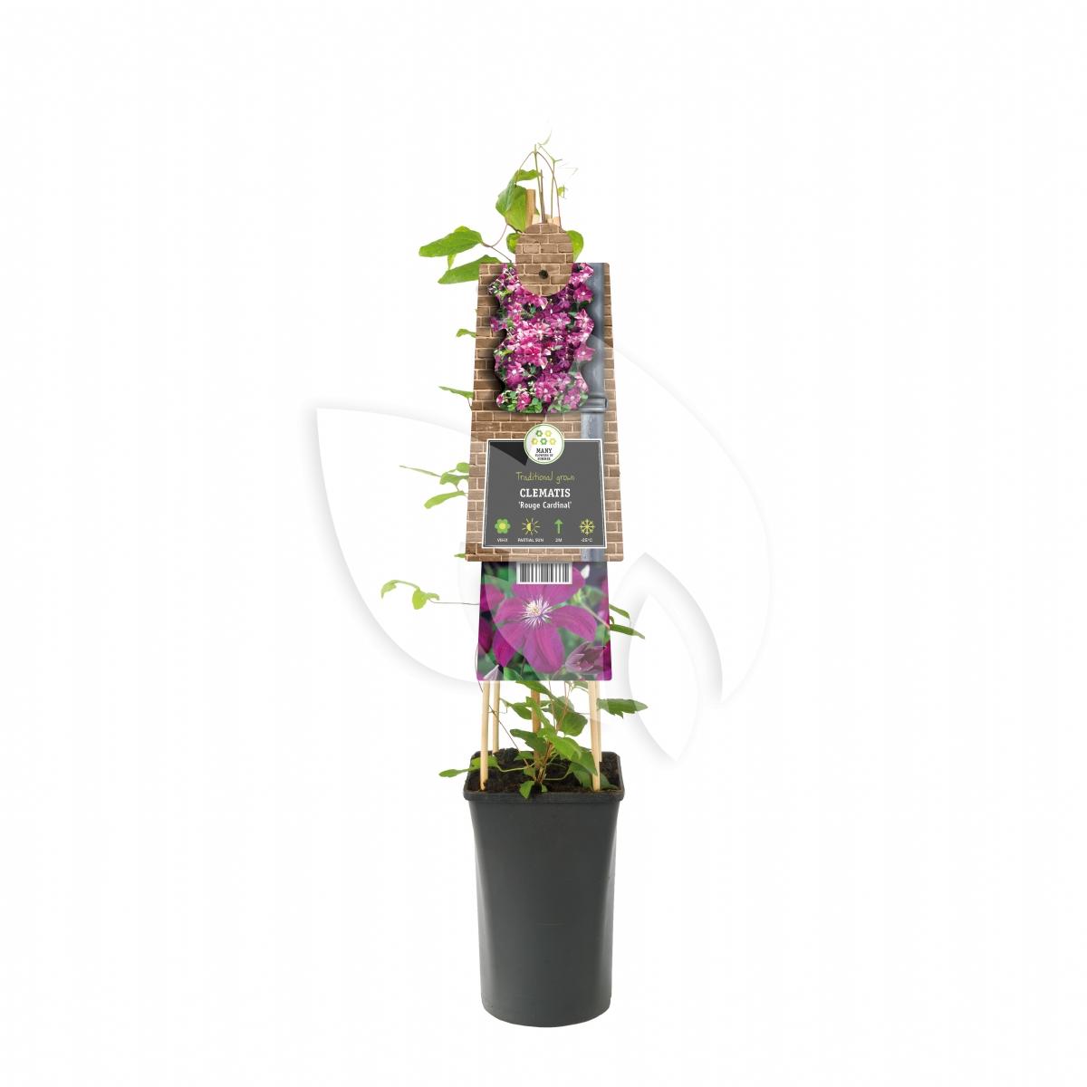 Express Rode bosrank (Clematis "Rouge Cardinal") klimplant 70 cm ...