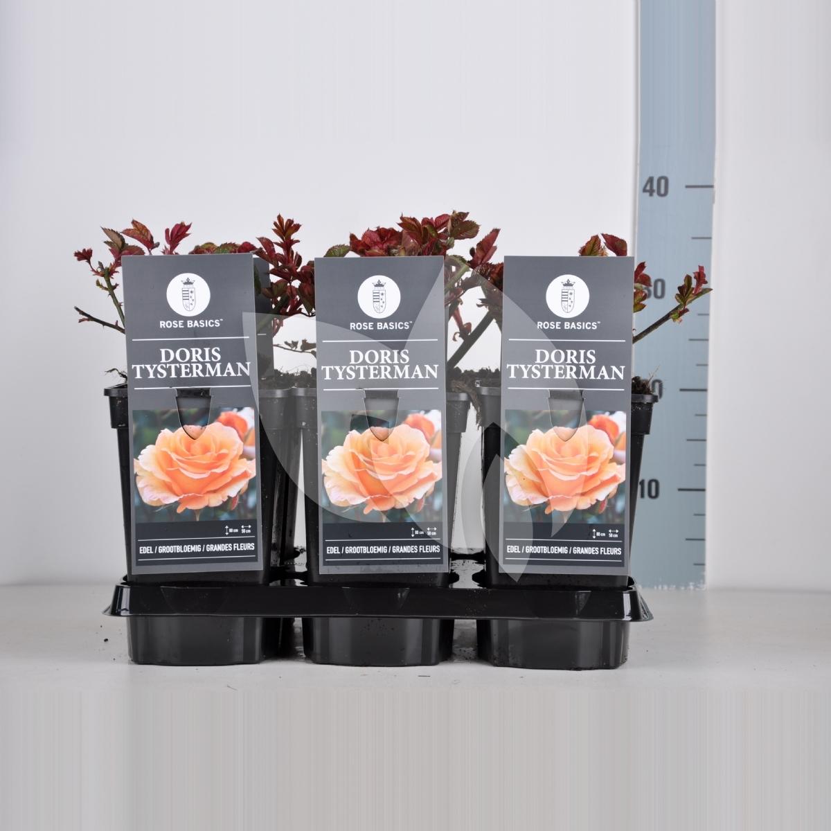 Plantenwinkel.nl Grootbloemige roos (rosa "Doris Tijsterman ...