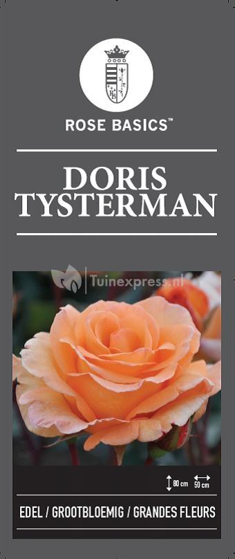 Plantenwinkel.nl Grootbloemige roos (rosa "Doris Tijsterman ...