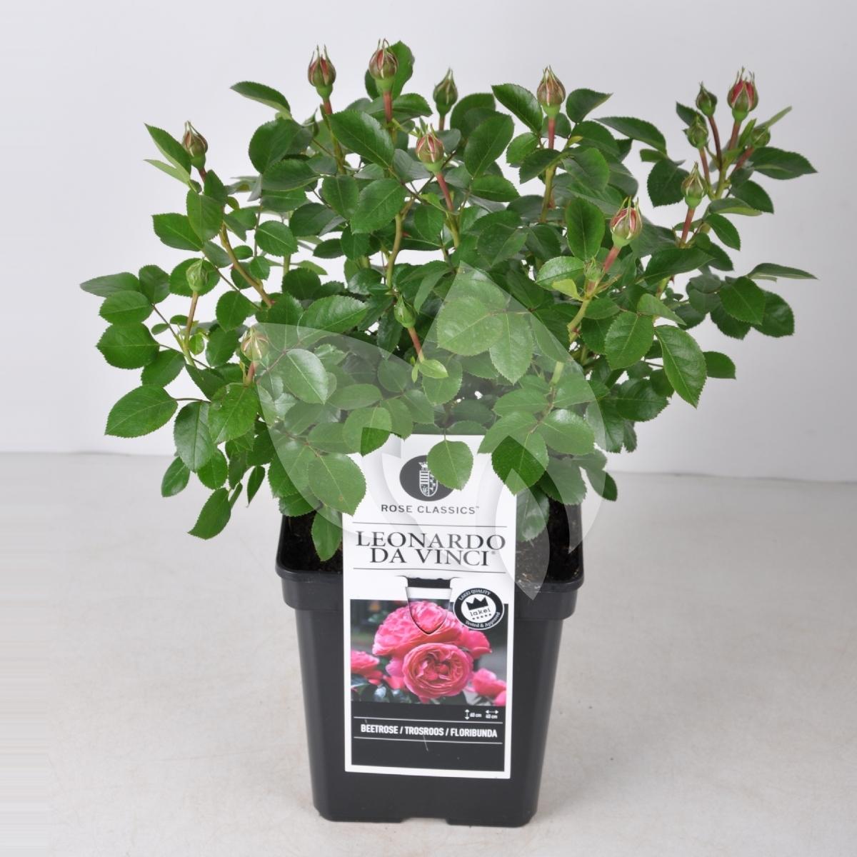 Plantenwinkel.nl Trosroos (rosa "Leonardo da Vinci"®) | Tuinexpress.nl