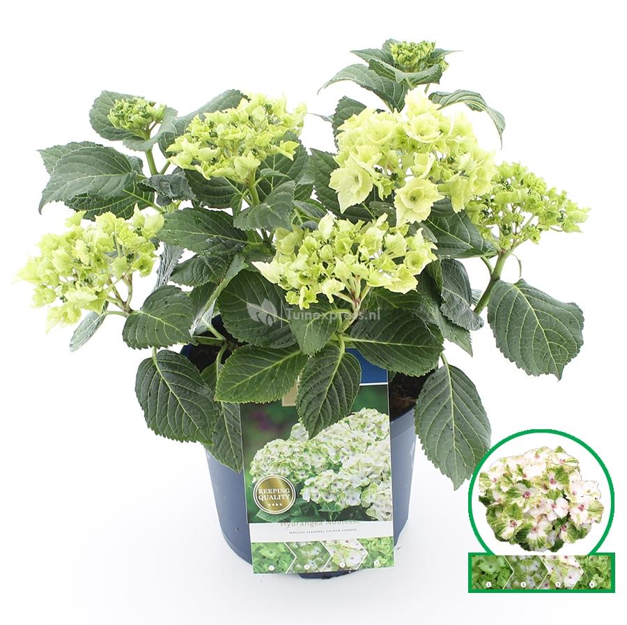 Plantenwinkel.nl Hydrangea Macrophylla "Magical Noblesse ...