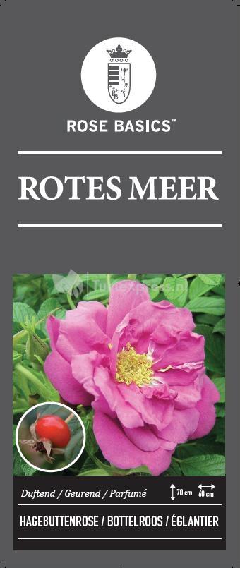 Plantenwinkel.nl Bottelroos (rosa "Rotes Meer") | Tuinexpress.nl