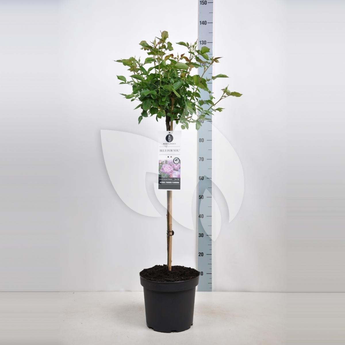 Plantenwinkel.nl Trosroos op stam (rosa "Blue For You"®) | Tuinexpress.nl