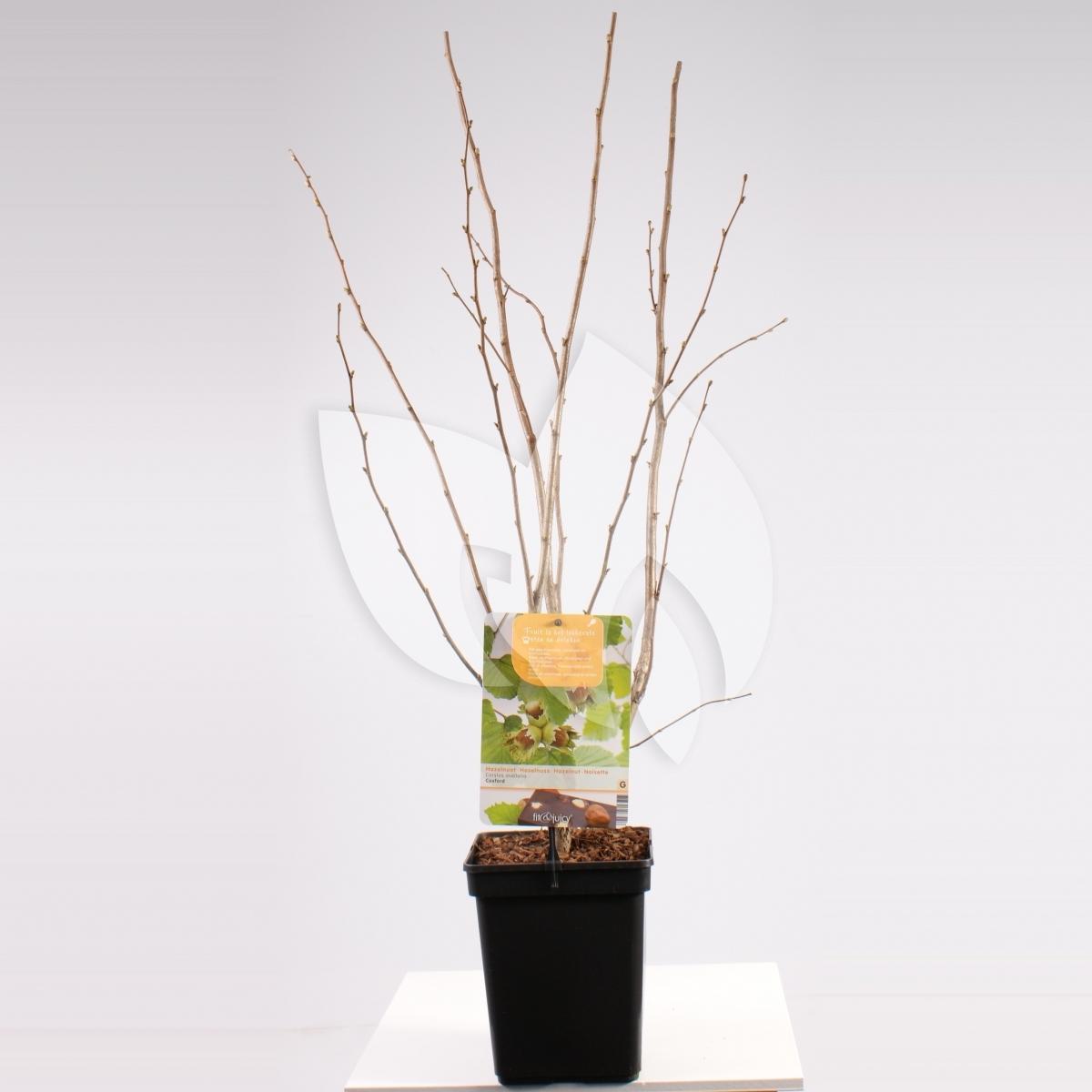 Plantenwinkel.nl Hazelaar (corylus avellana “Cosford”) notenboom ...