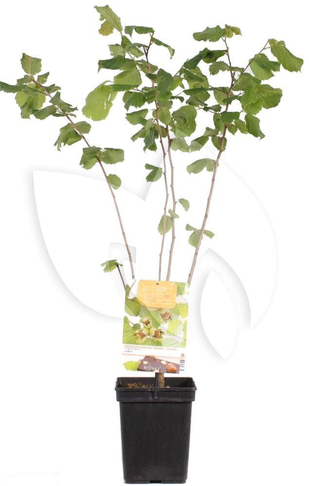 Plantenwinkel.nl Hazelaar (corylus avellana “Cosford”) notenboom ...