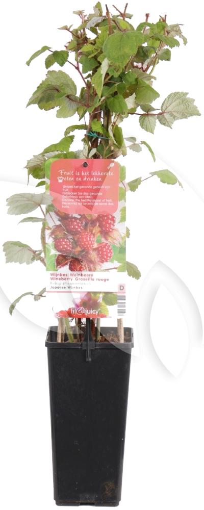 Plantenwinkel.nl Japanse wijnbes (rubus phoenicolasius) fruitplanten ...