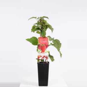 Plantenwinkel.nl Zomerframboos (rubus idaeus "Tulameen") fruitplanten ...