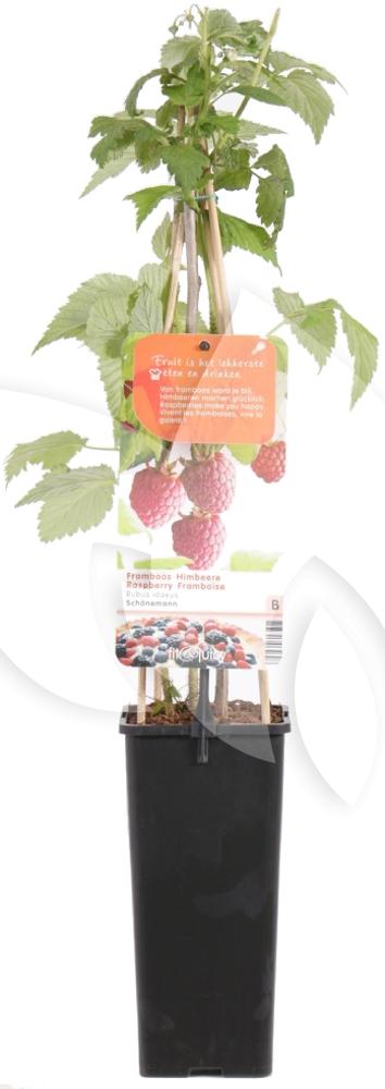 Plantenwinkel.nl Zomerframboos (rubus idaeus "Schonemann") fruitplanten ...