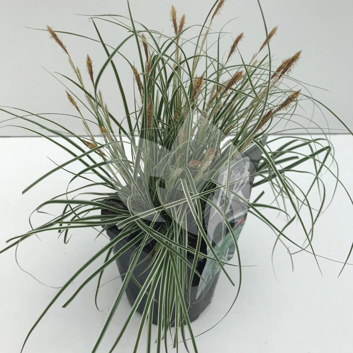 Plantenwinkel.nl Zegge (Carex oshimensis "Everest") siergras ...