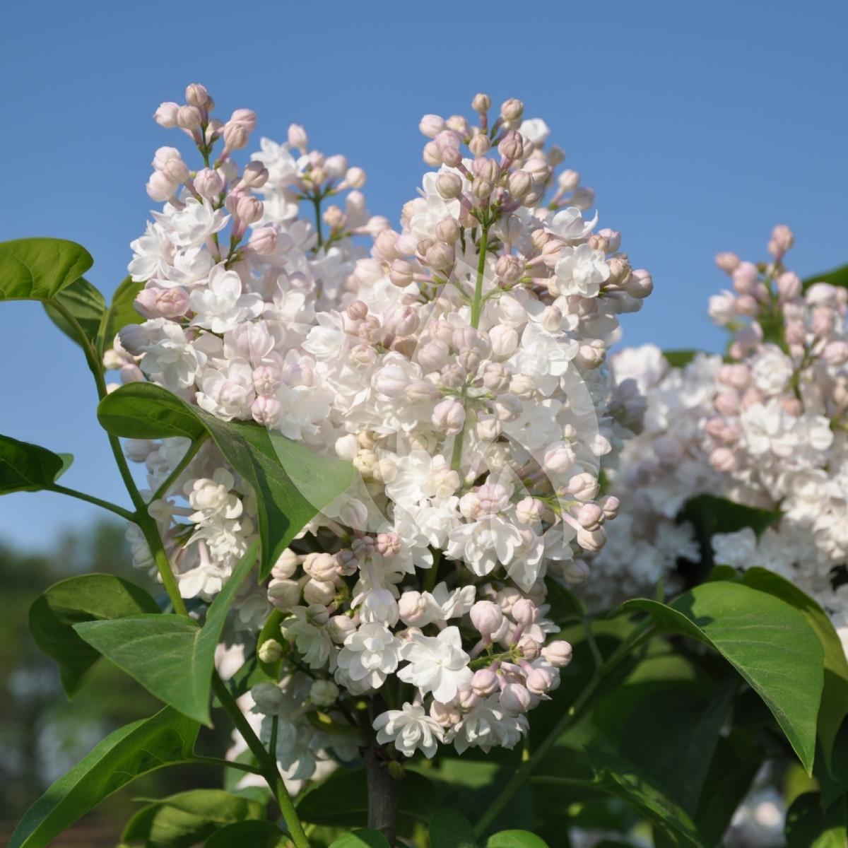 Plantenwinkel.nl Sering (syringa vulgaris "Beauty of Moscow ...