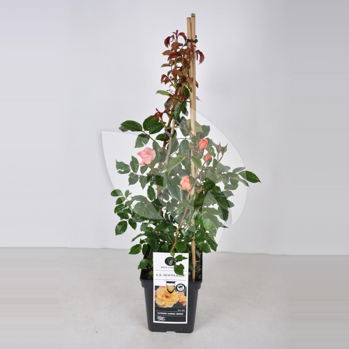 Plantenwinkel.nl Klimroos (rosa "Moonlight"®) | Tuinexpress.nl