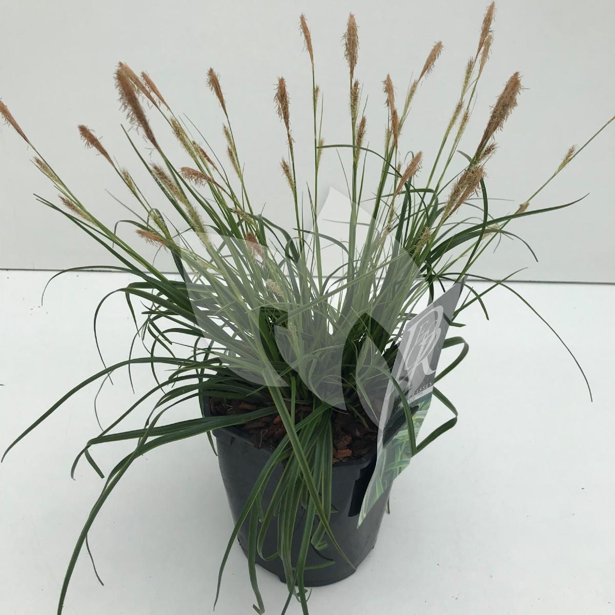 Plantenwinkel.nl Zegge (Carex oshimensis "Everlime") siergras ...