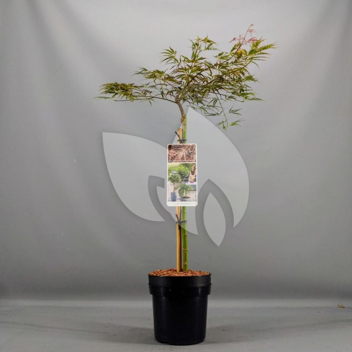 Plantenwinkel.nl Japanse esdoorn op stam (Acer palmatum "Crimson Queen ...