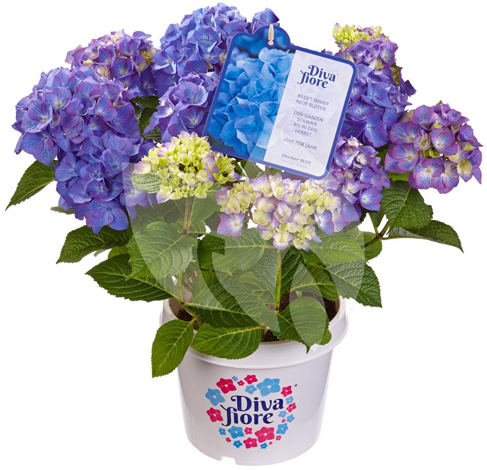 Plantenwinkel.nl Hydrangea Macrophylla "Diva Fiore Blue ...