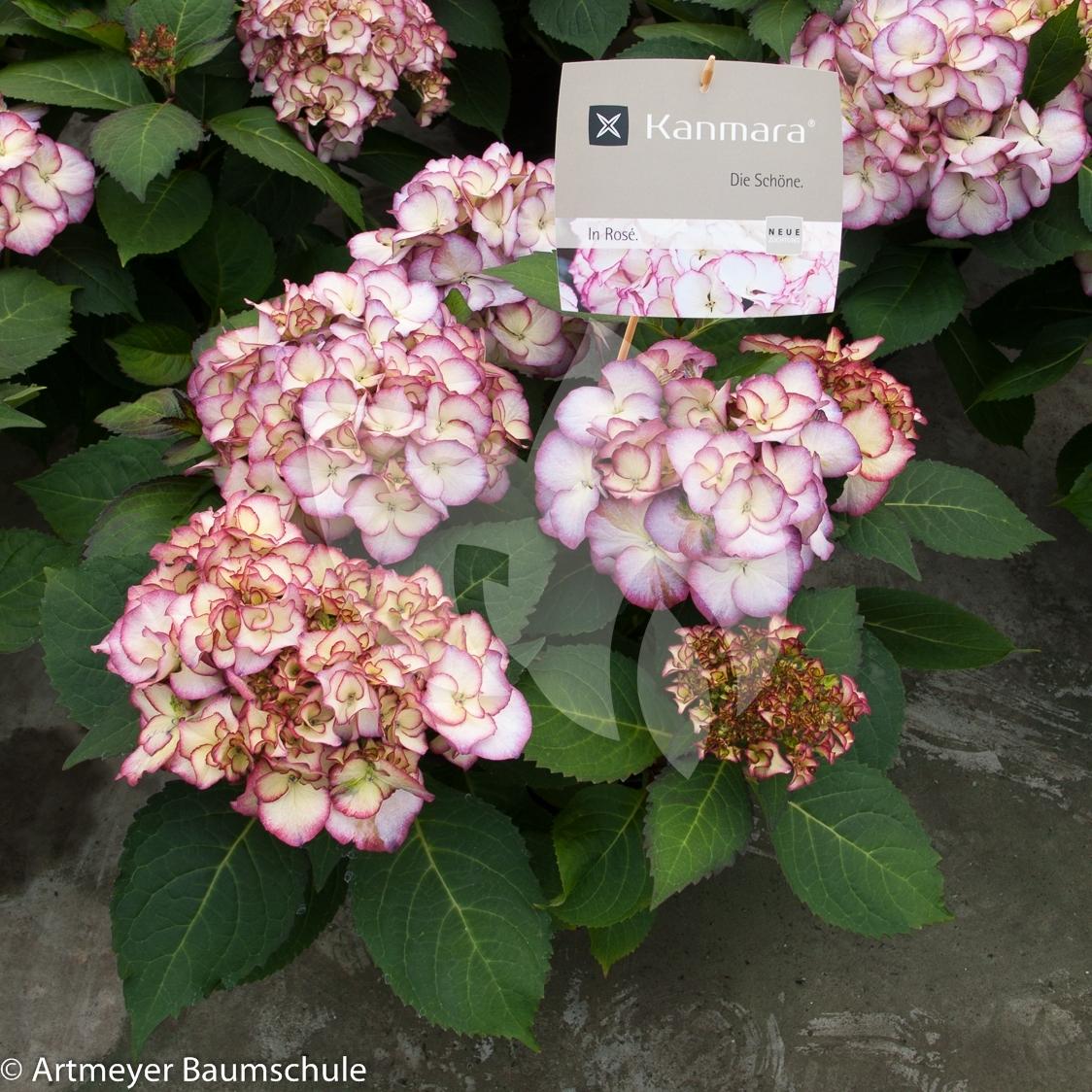 Plantenwinkel.nl Hydrangea Macrophylla "Kanmara De Beauty Roze ...