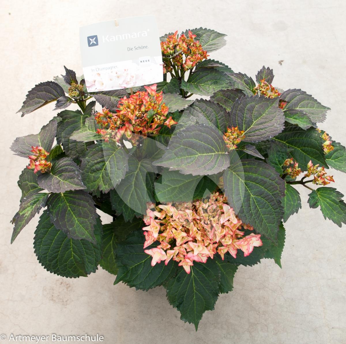 Plantenwinkel.nl Hydrangea Macrophylla "Kanmara De Beauty Champagne ...