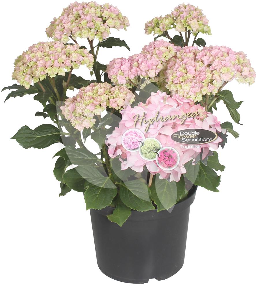 Plantenwinkel.nl Hydrangea Macrophylla "Double Flowers Pink ...