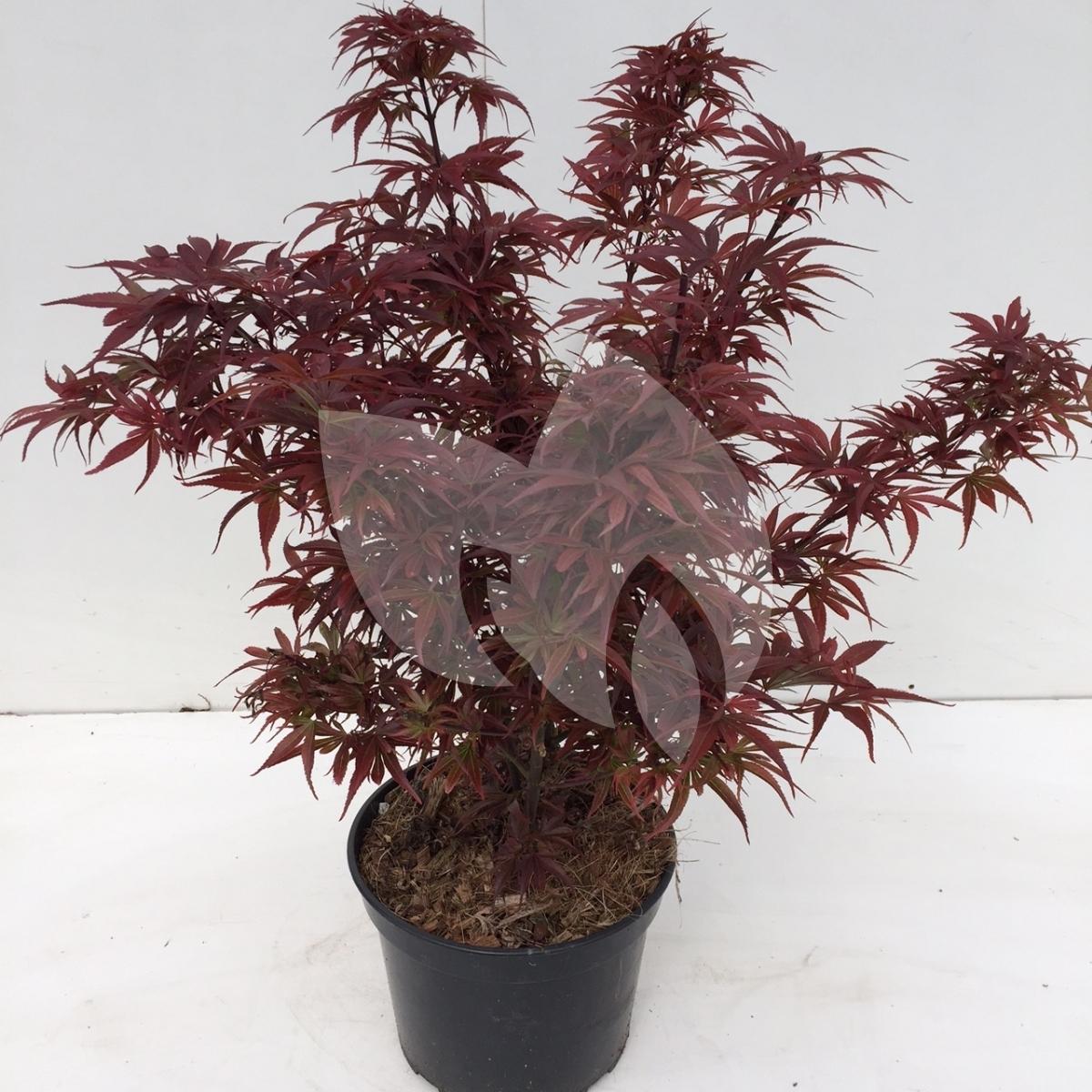 Plantenwinkel.nl Japanse esdoorn (Acer palmatum "Shaina") heester ...