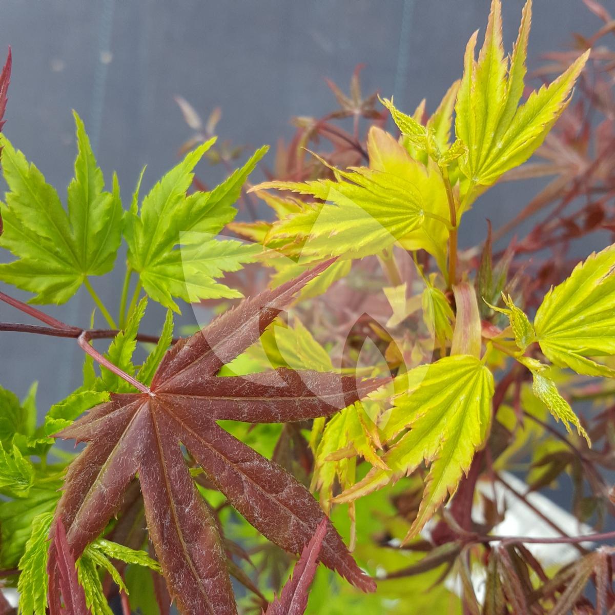 Plantenwinkel.nl Japanse esdoorn mix (Acer palmatum "Festival") heester ...