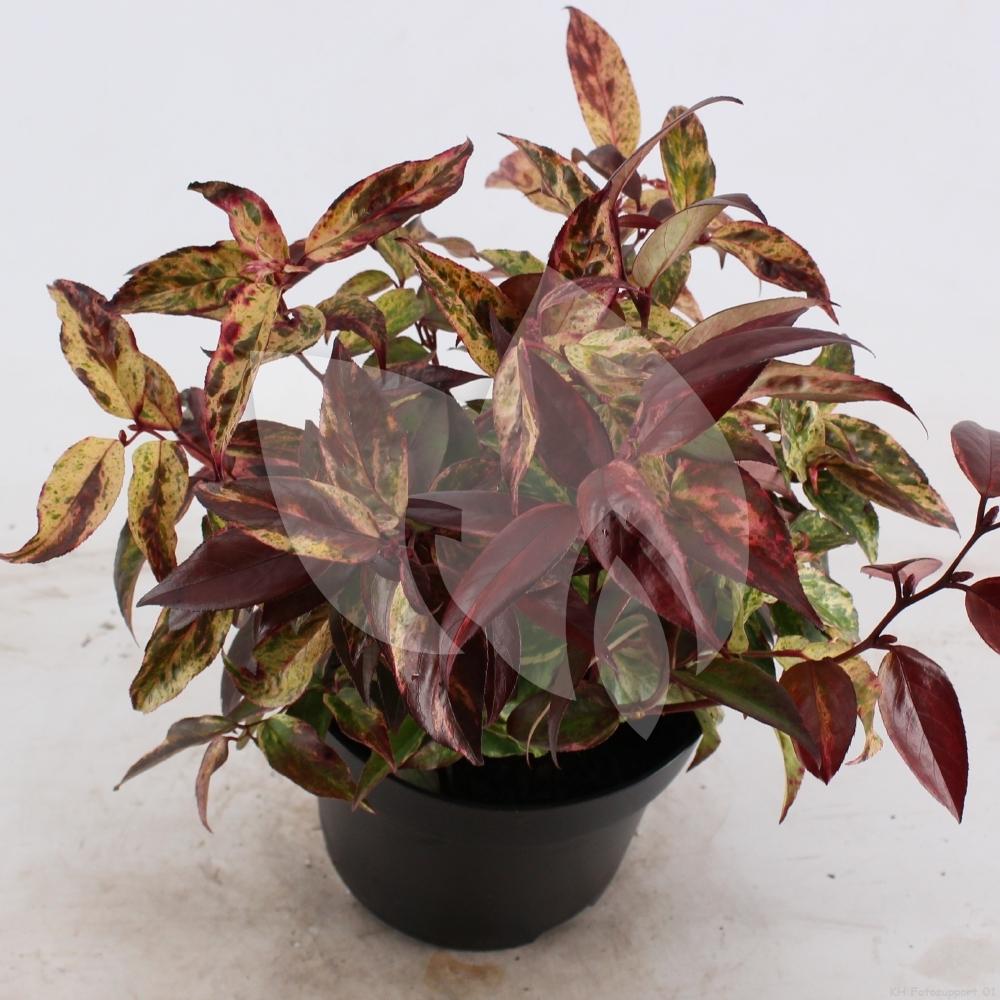 Plantenwinkel.nl Druifheide (Leucothoe walteri “Rainbow”) heester ...