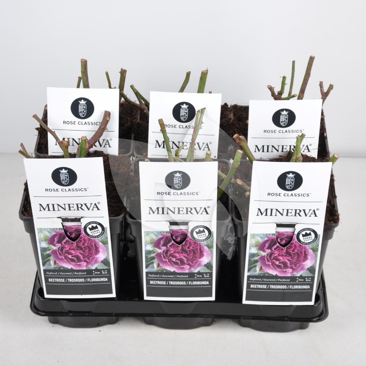 Plantenwinkel.nl Trosroos (rosa "Minerva"®) | Tuinexpress.nl