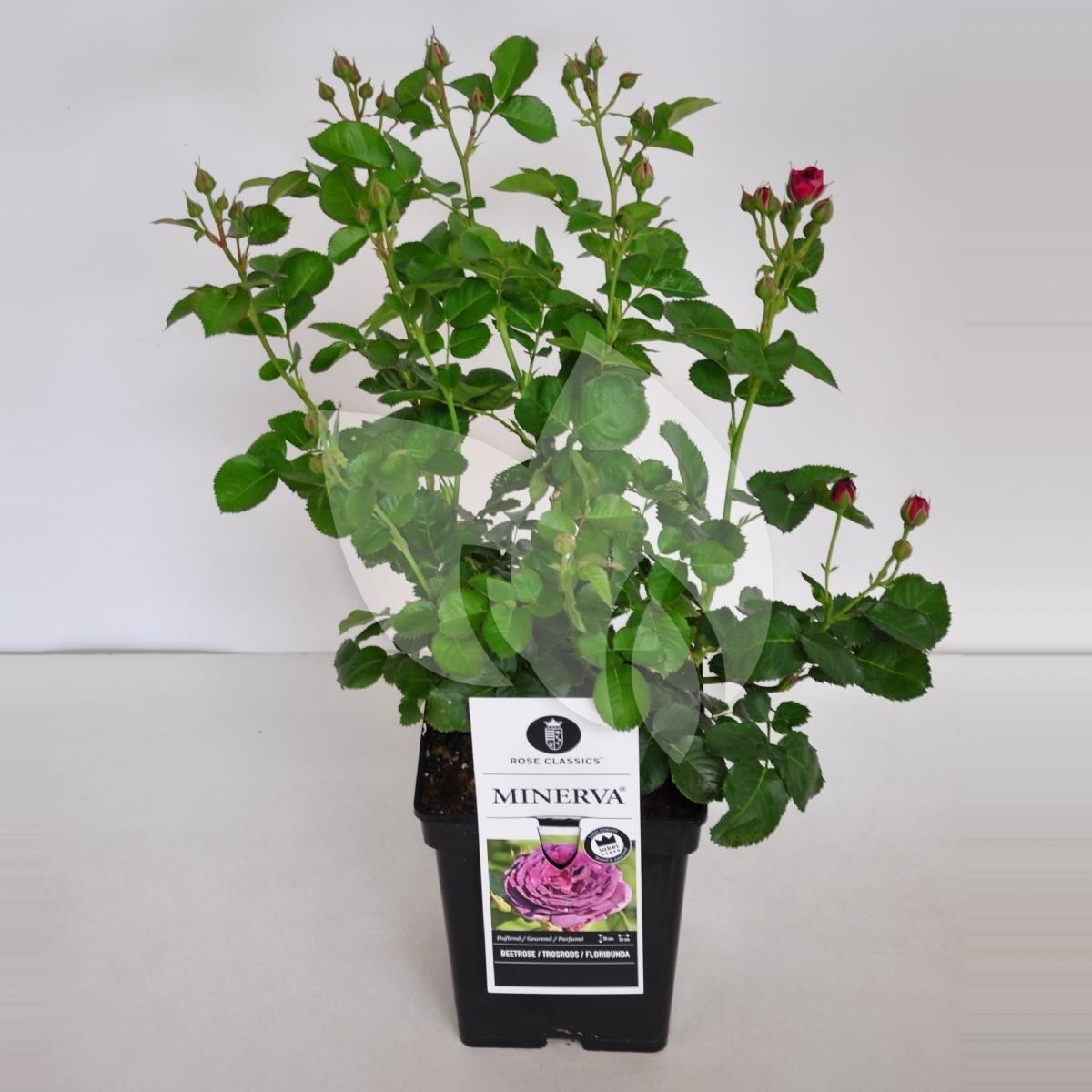 Plantenwinkel.nl Trosroos (rosa "Minerva"®) | Tuinexpress.nl