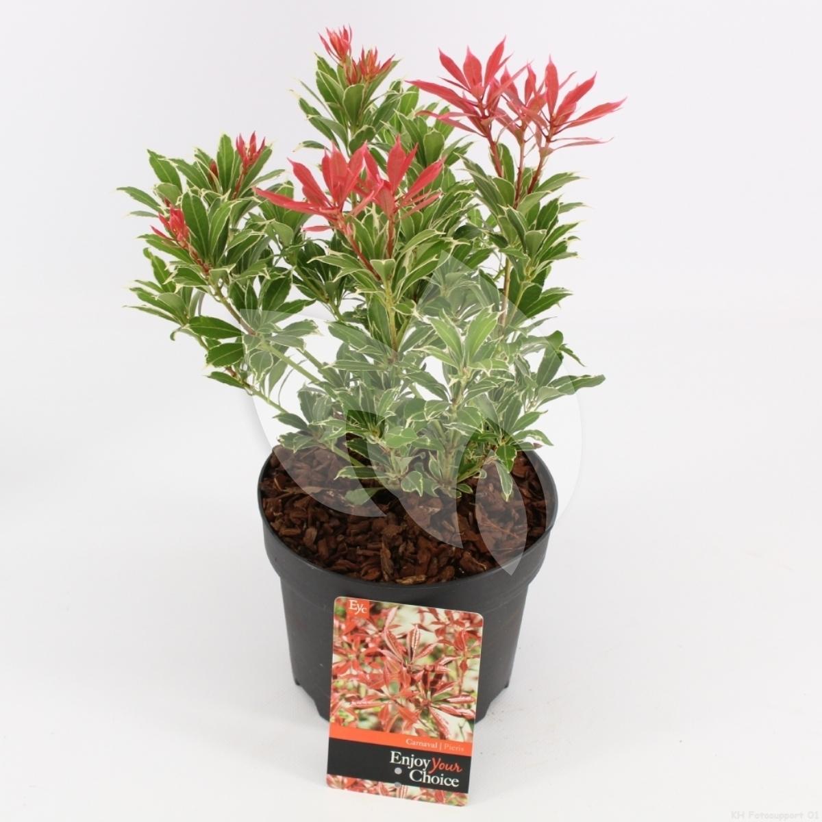 Plantenwinkel.nl Rotsheide (Pieris Japonica “Carnaval”) heester ...