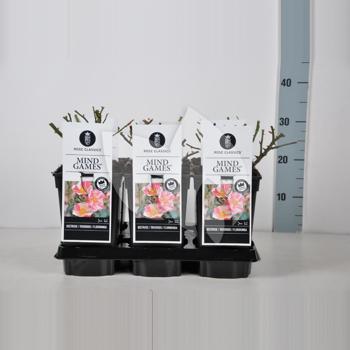 Plantenwinkel.nl Trosroos (rosa "Mind Games"®) | Tuinexpress.nl