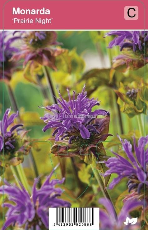 Plantenwinkel.nl Bergamot (monarda "Prairie Night") najaarsbloeier ...