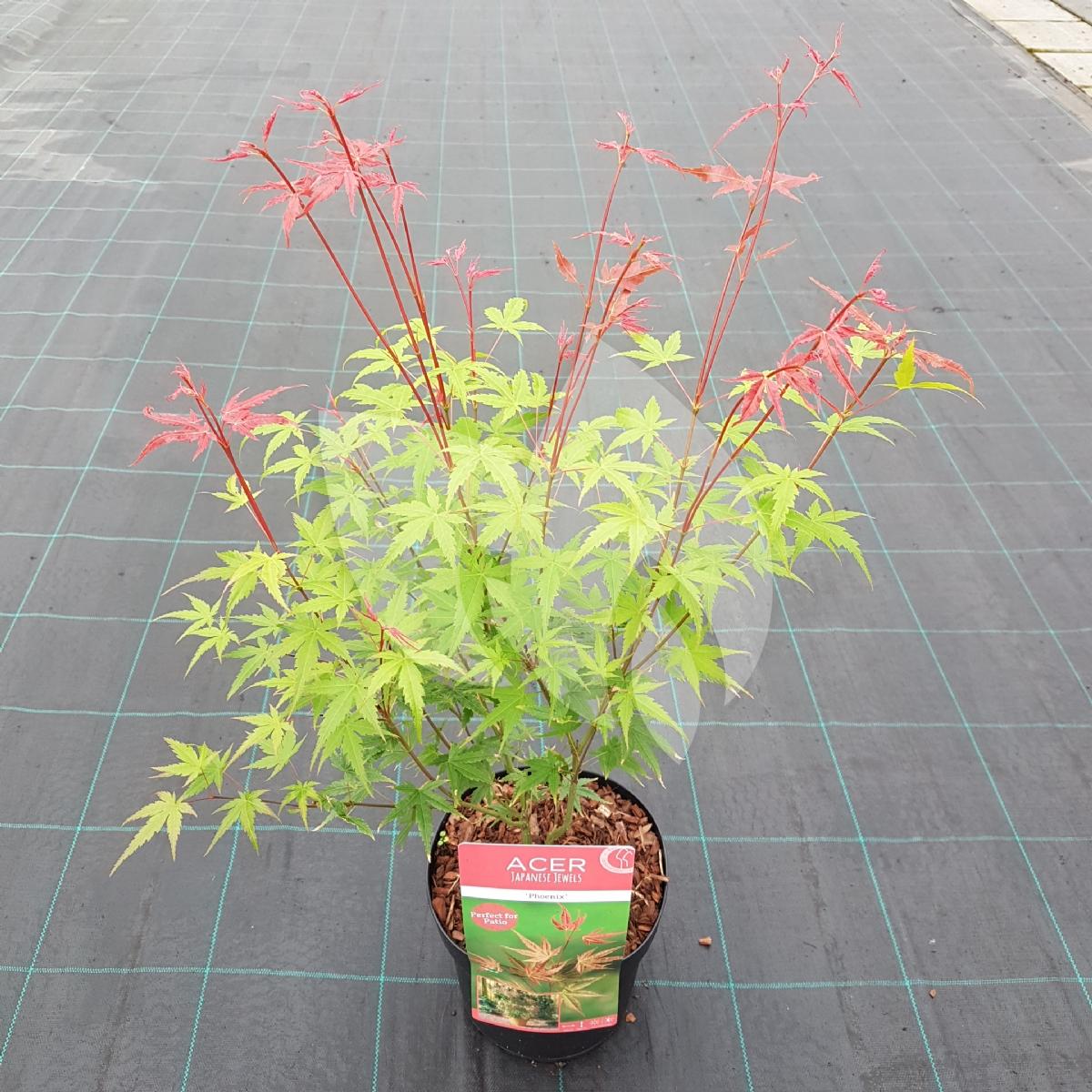 Plantenwinkel.nl Japanse esdoorn (Acer palmatum "Phoenix") heester ...