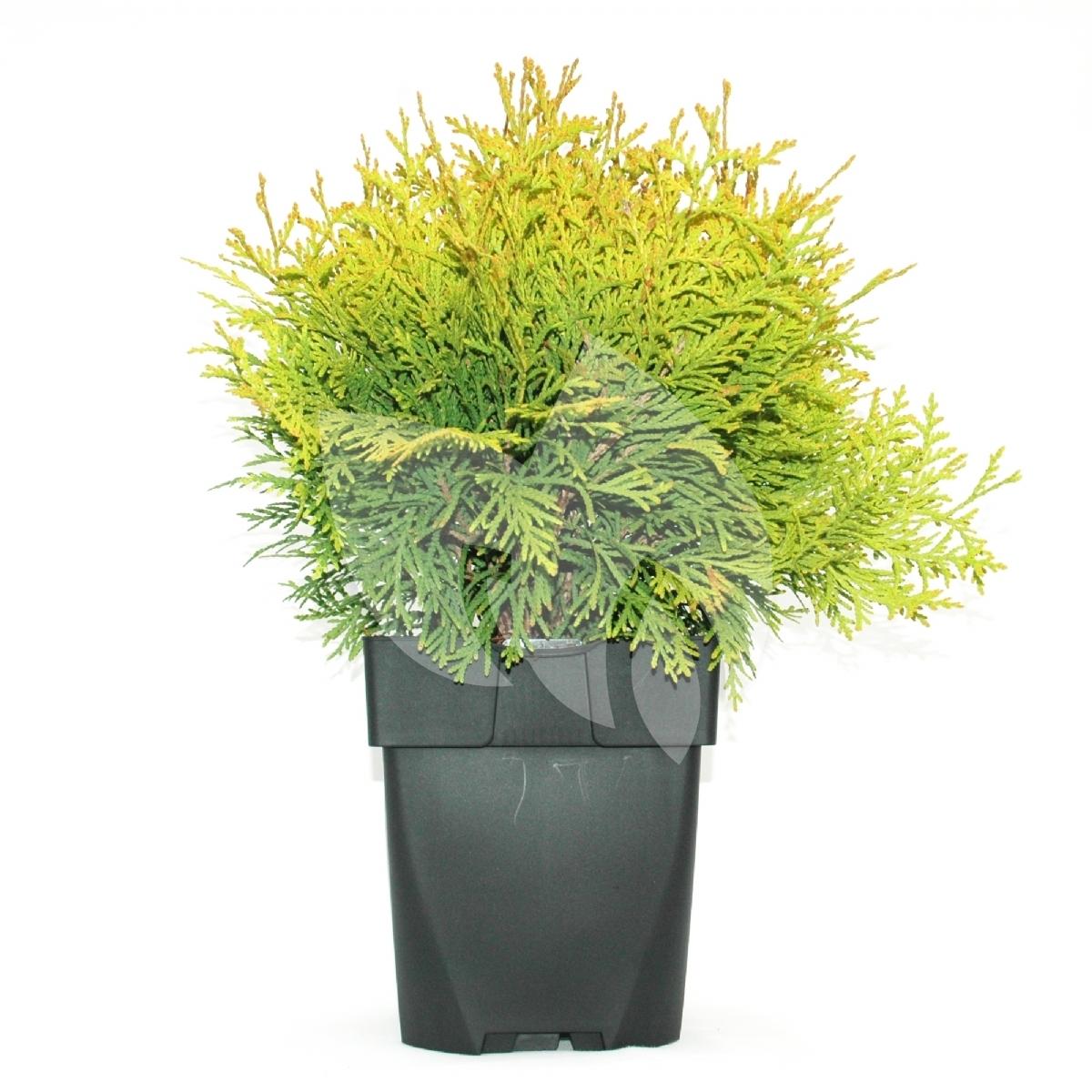 Plantenwinkel.nl Westerse levensboom (Thuja occidentalis "Golden Globe ...