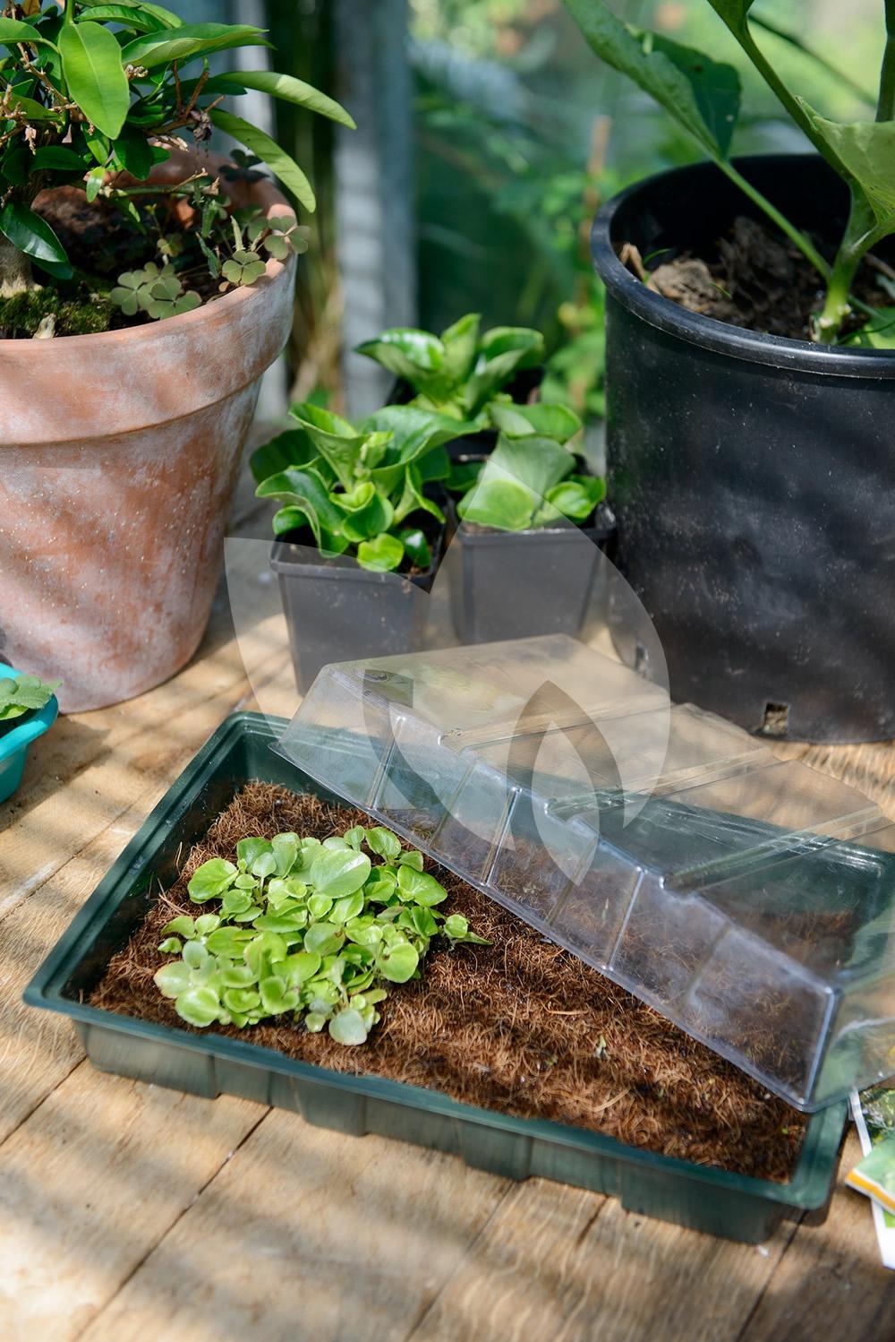 Nature Kweekkas mini met kokosmat - 35 x 23,5 cm | Tuinexpress.nl