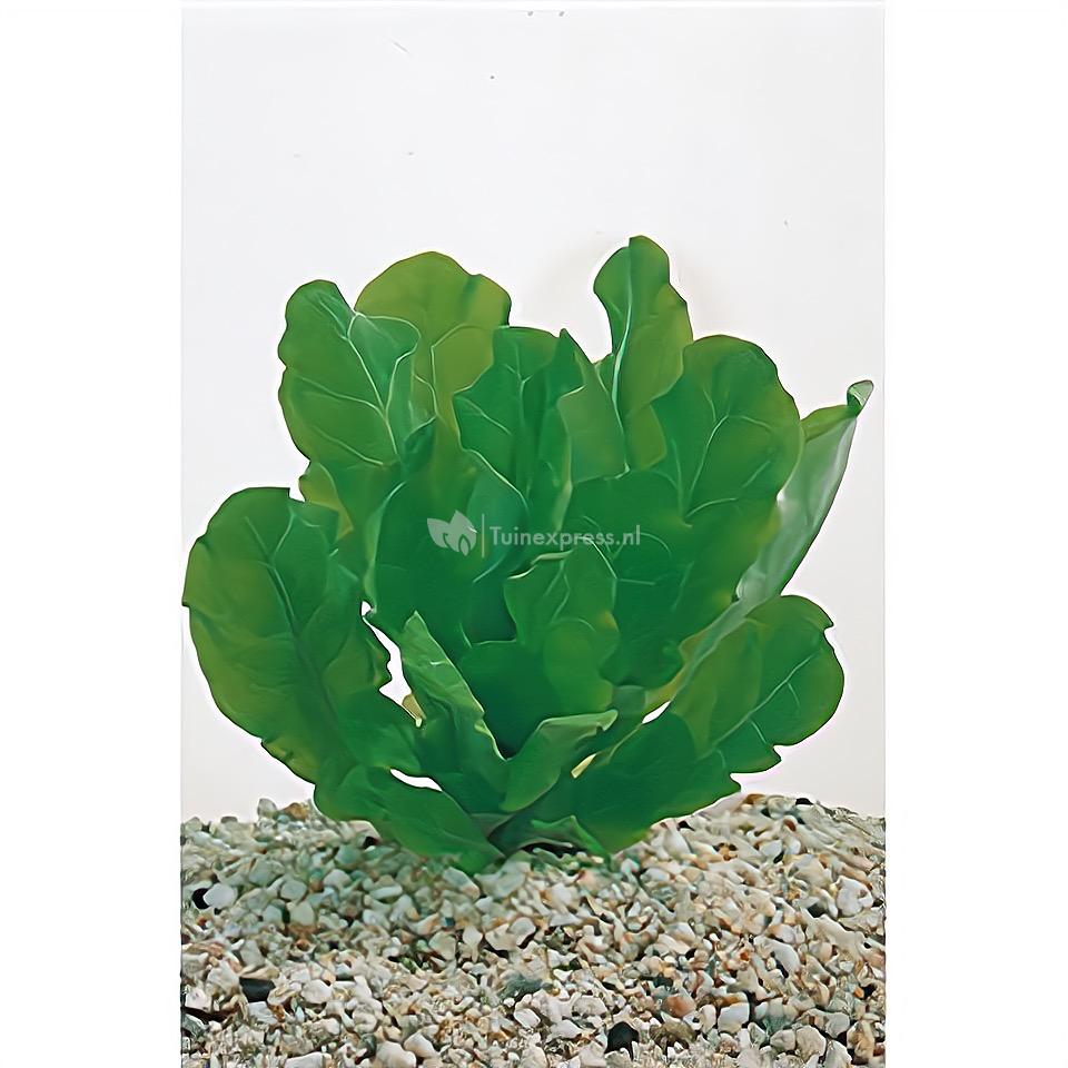 Moerings waterplanten Samolus floribundus - 6 stuks - aquarium plant ...