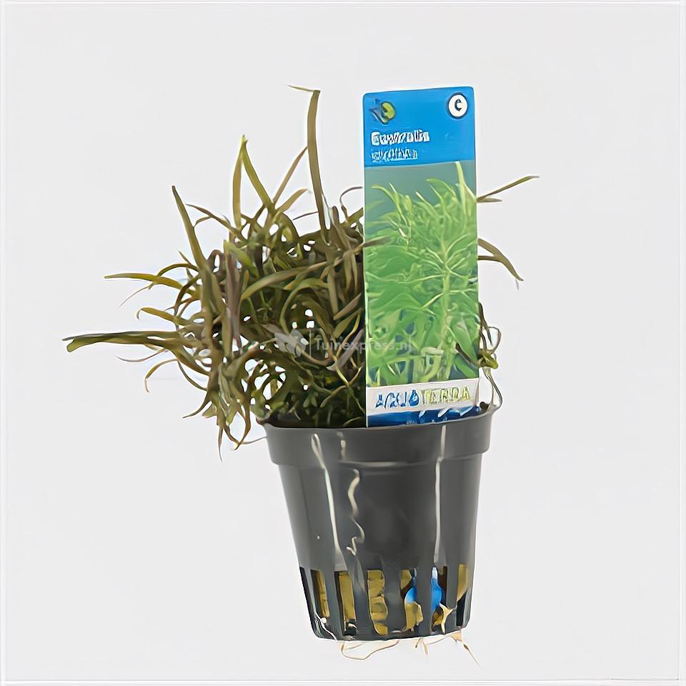 Moerings waterplanten Eustralis stellata - 6 stuks - aquarium plant ...
