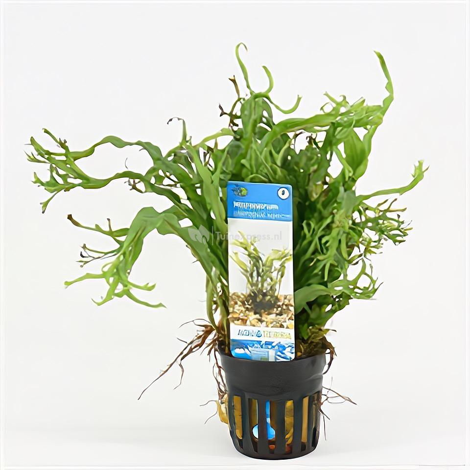 Moerings waterplanten Microsorum pteropus Windelov - 6 stuks - aquarium ...