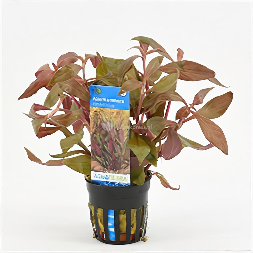 Moerings waterplanten Alternanthera reineckii rosaefolia - 6 stuks ...